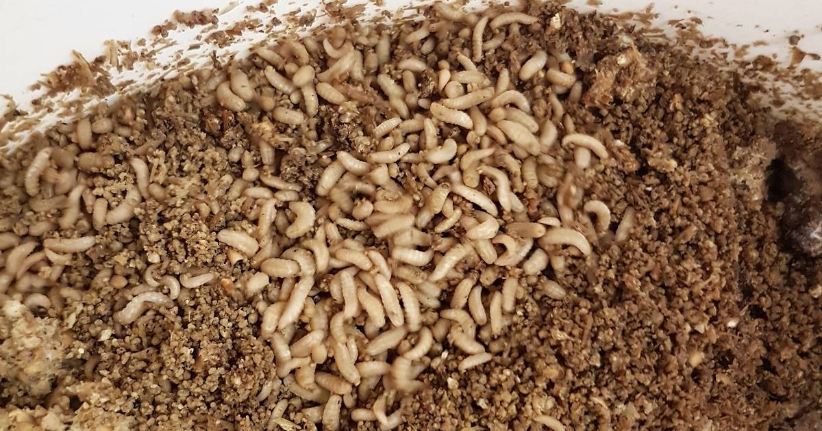 Labre larver: Danmark får nu sin første industrielle insektfarm - Finans