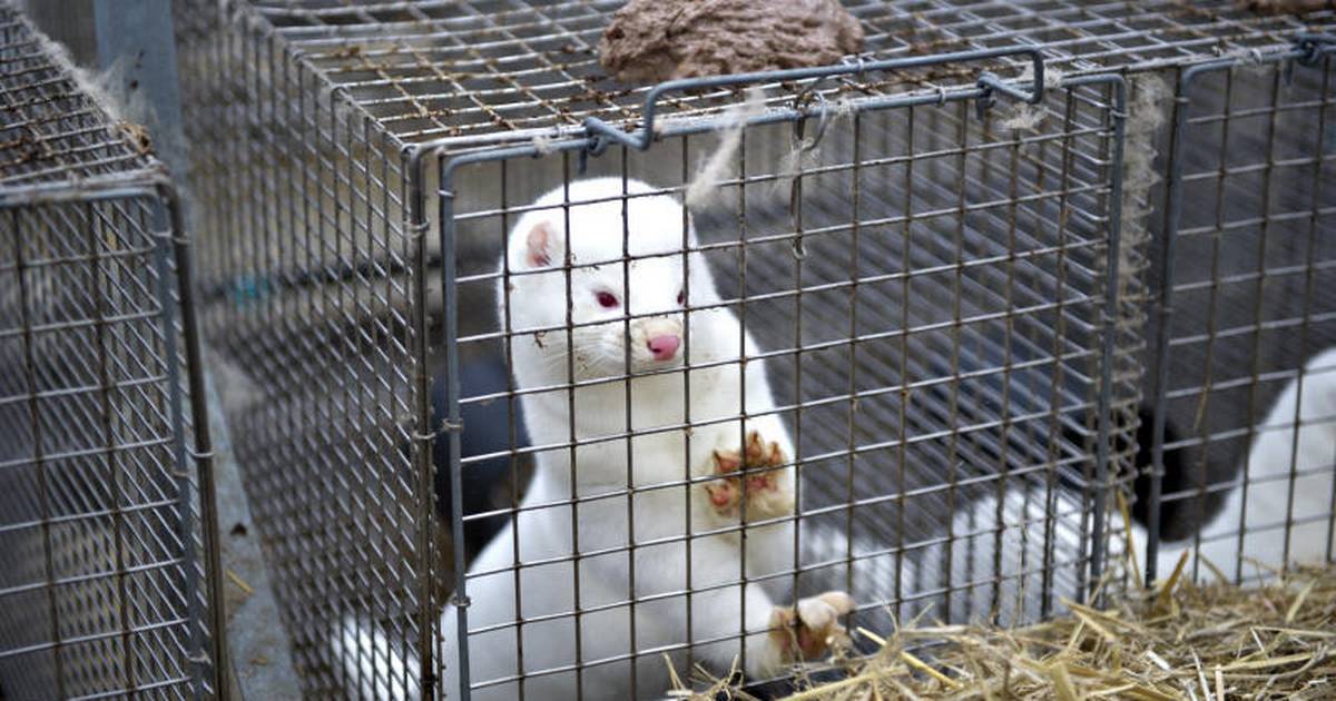 De første af en million mink bliver aflivet næste uge - Finans