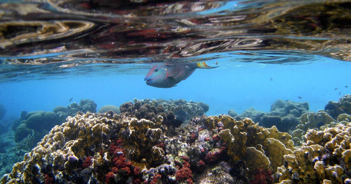 This deadly coral disease is threatening more than just reefs