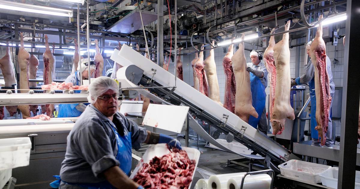 Danmark eksporterer forurening i stedet for skinker - Jyllands-Posten