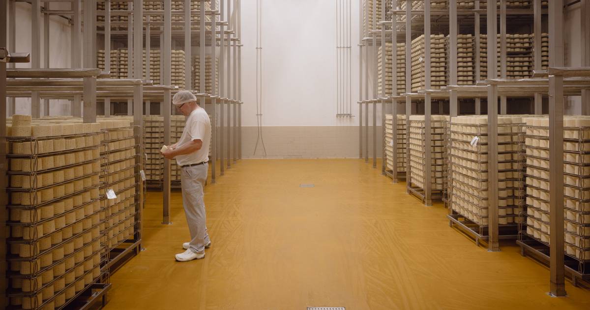 Arla overtager dansk millionmejeri - Jyllands-Posten