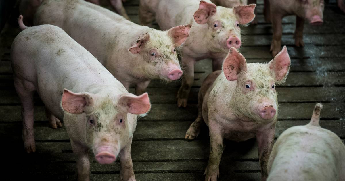 Norsk svinemodel vil koste Danmark 3,5 mia. kr.