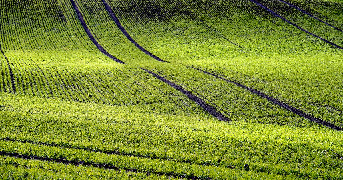 Nyt medie vil tæt på landbrug og agroindustrien - Finans