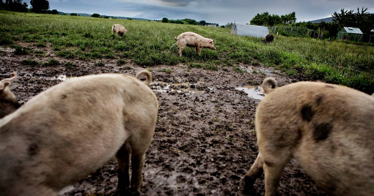 Økologiske svin er syge ligesom konventionelle svin - Finans