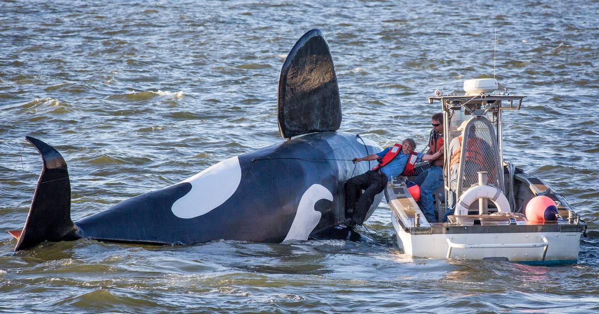Falsk spækhugger kæntret - Jyllands-Posten