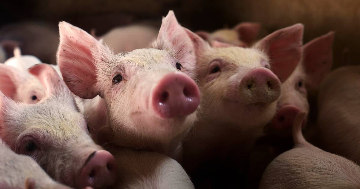 Danmarks største svinebonde leverer rekordregnskab: Millionerne ruller ...