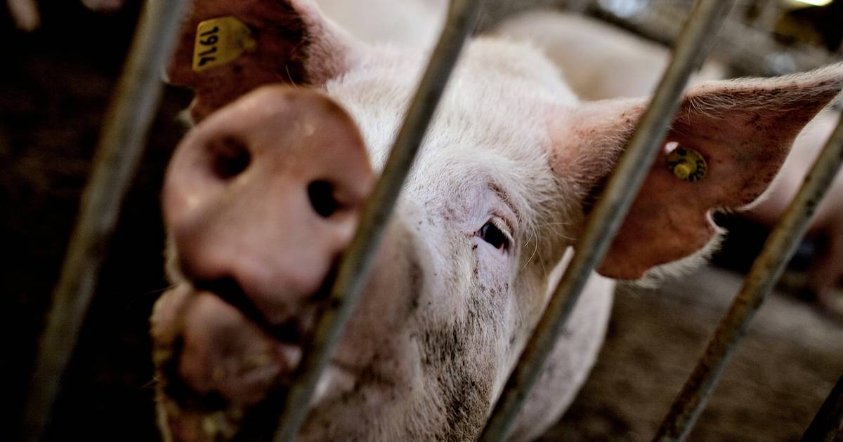Danmark har dobbelt så mange svin som indbyggere - og "svinefaktoren ...