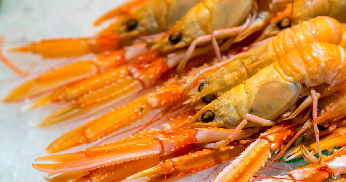 Havets fast food: Nu er de danske skaldyr spiseklar - Jyllands-Posten